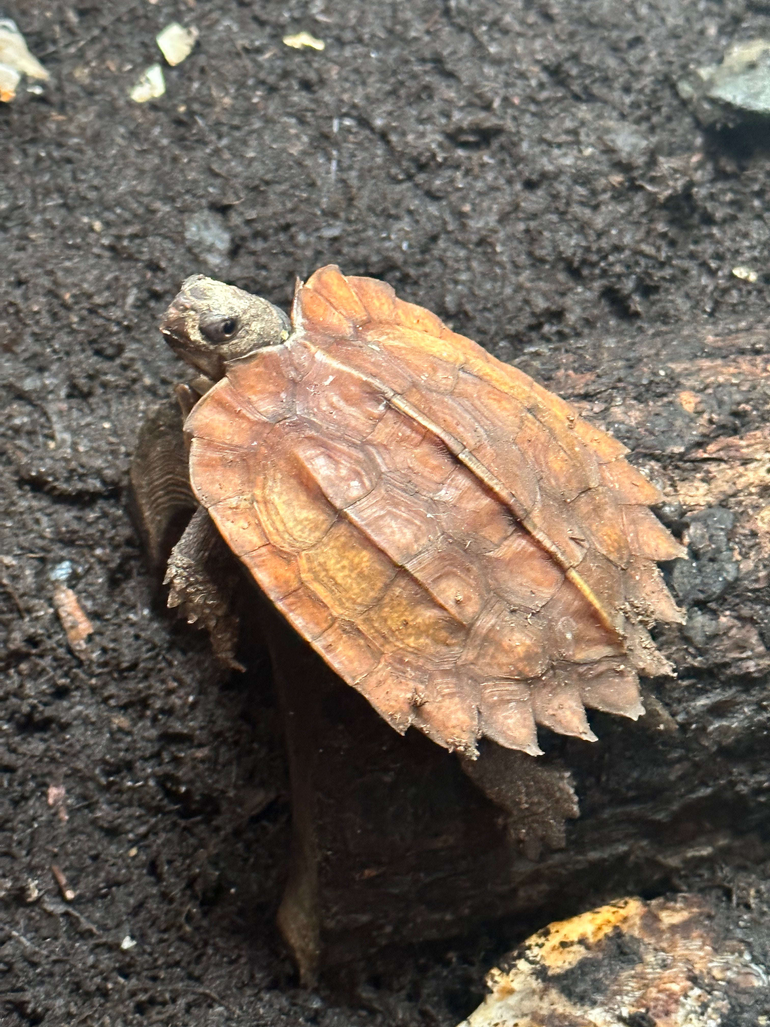 Black Breasted Leaf turtle (Geomyda spengleri) – S&D Exotic Reptiles