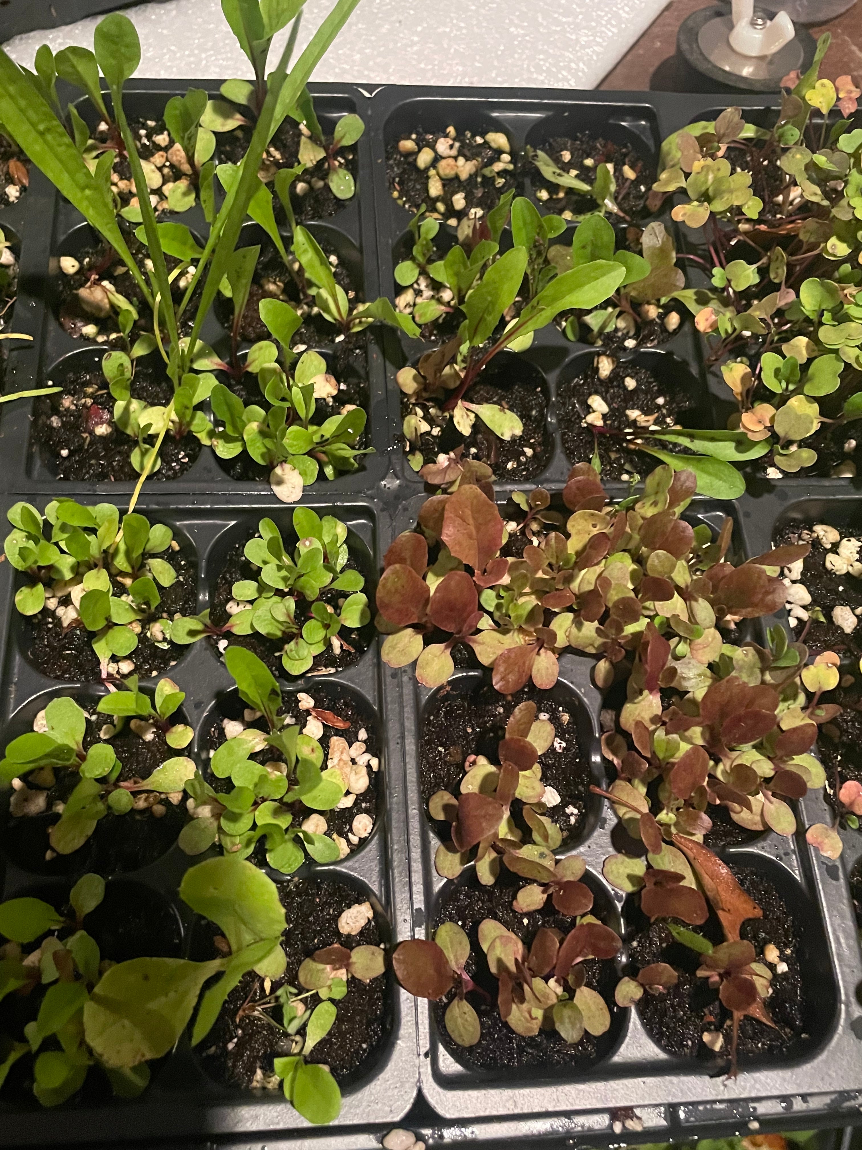 Grass and/or clover rooted plugs – S&D Exotic Reptiles